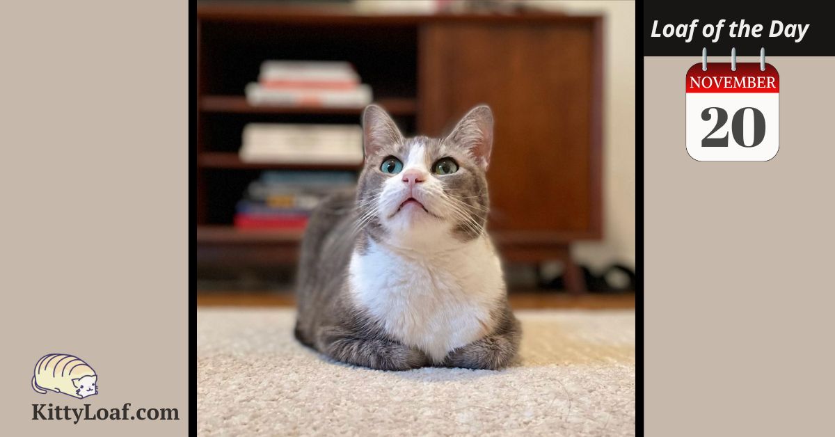 Loaf of the Day – 11/20/22 - Kitty Loaf
