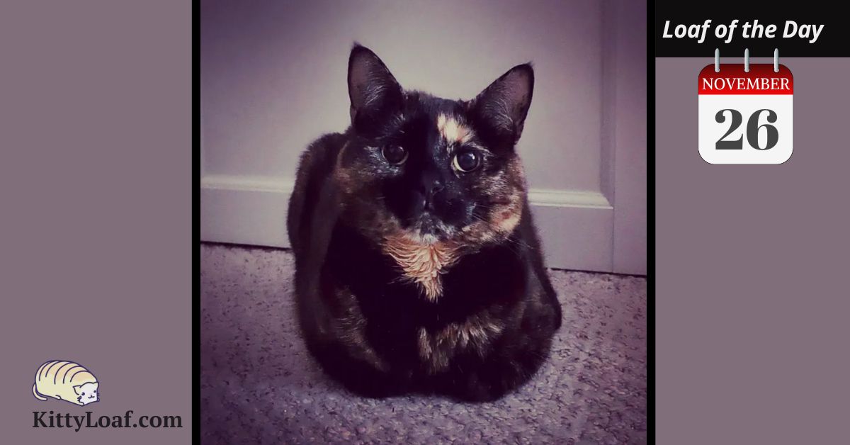 Loaf of the Day – 11/26/22 - Kitty Loaf