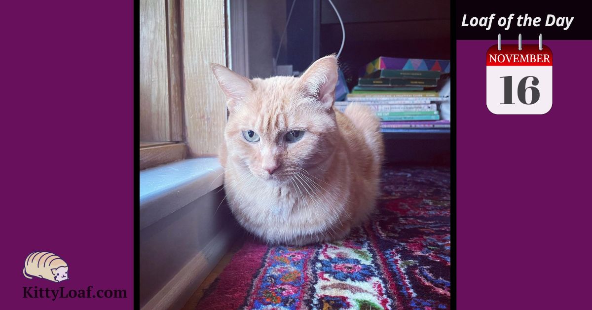 Loaf of the Day – 11/16/22 - Kitty Loaf