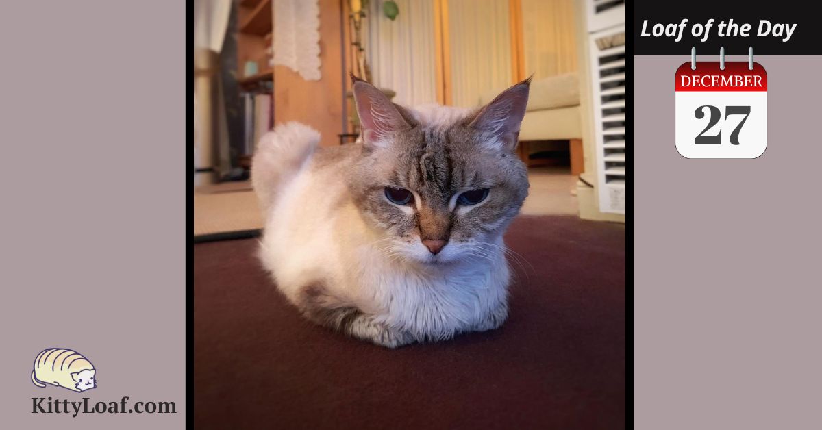 Loaf of the Day – 12/27/22 - Kitty Loaf