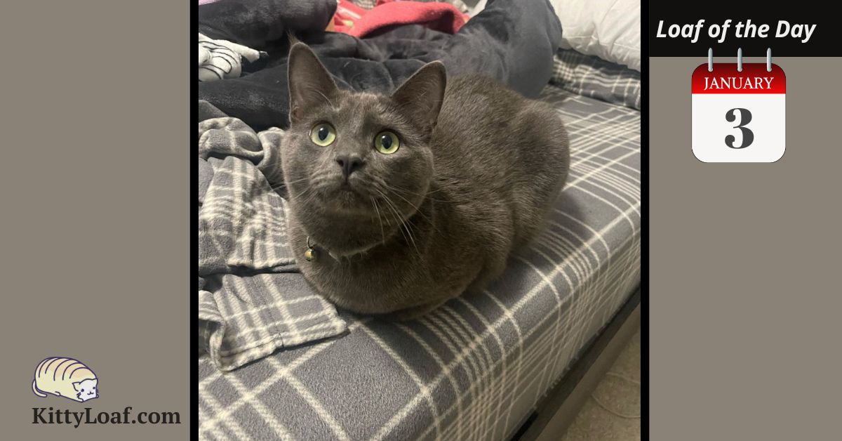 Loaf of the Day – 1/3/23 - Kitty Loaf