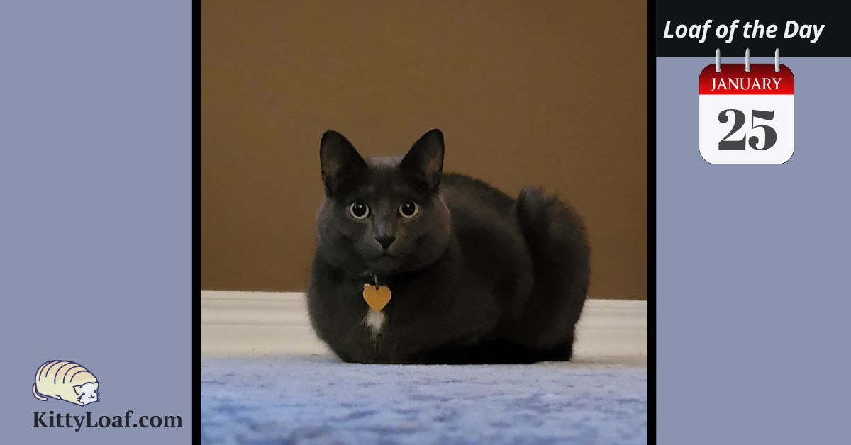 Loaf of the Day – 1/25/23 - Kitty Loaf