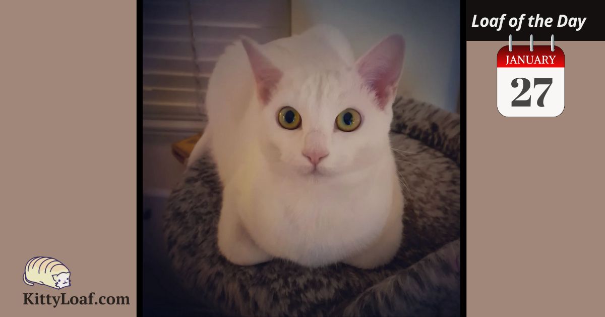 Loaf of the Day – 1/27/23 - Kitty Loaf