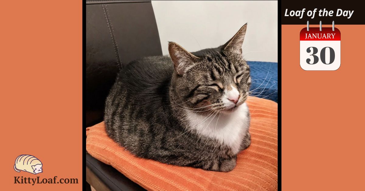 Loaf of the Day – 1/30/23 - Kitty Loaf