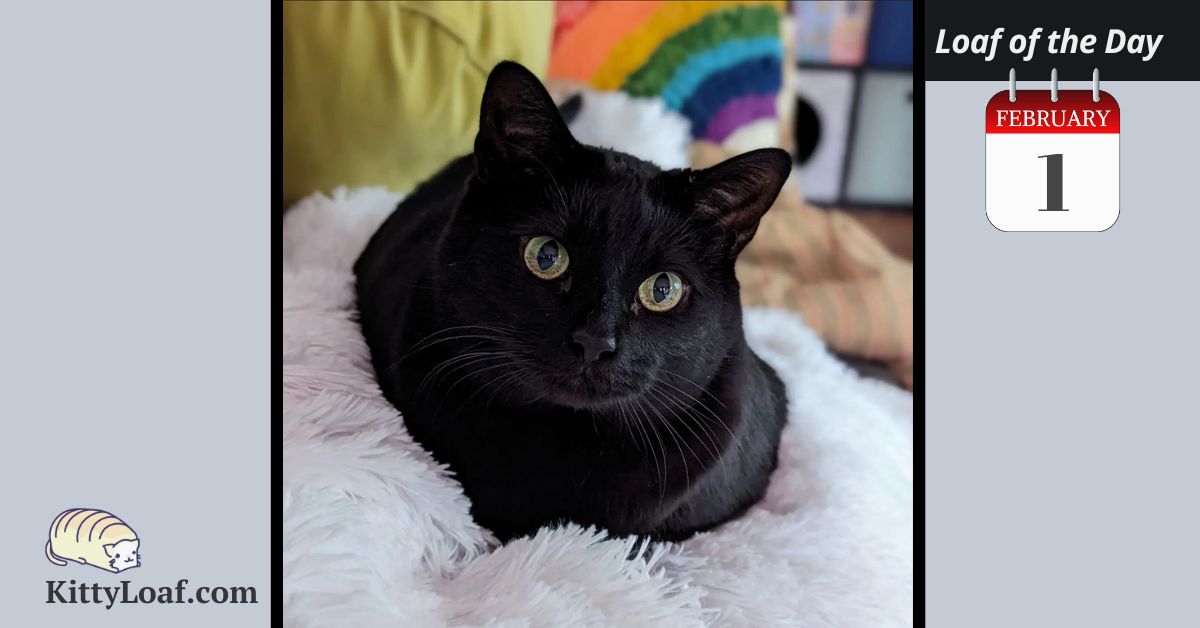 Loaf of the Day – 2/1/23 - Kitty Loaf