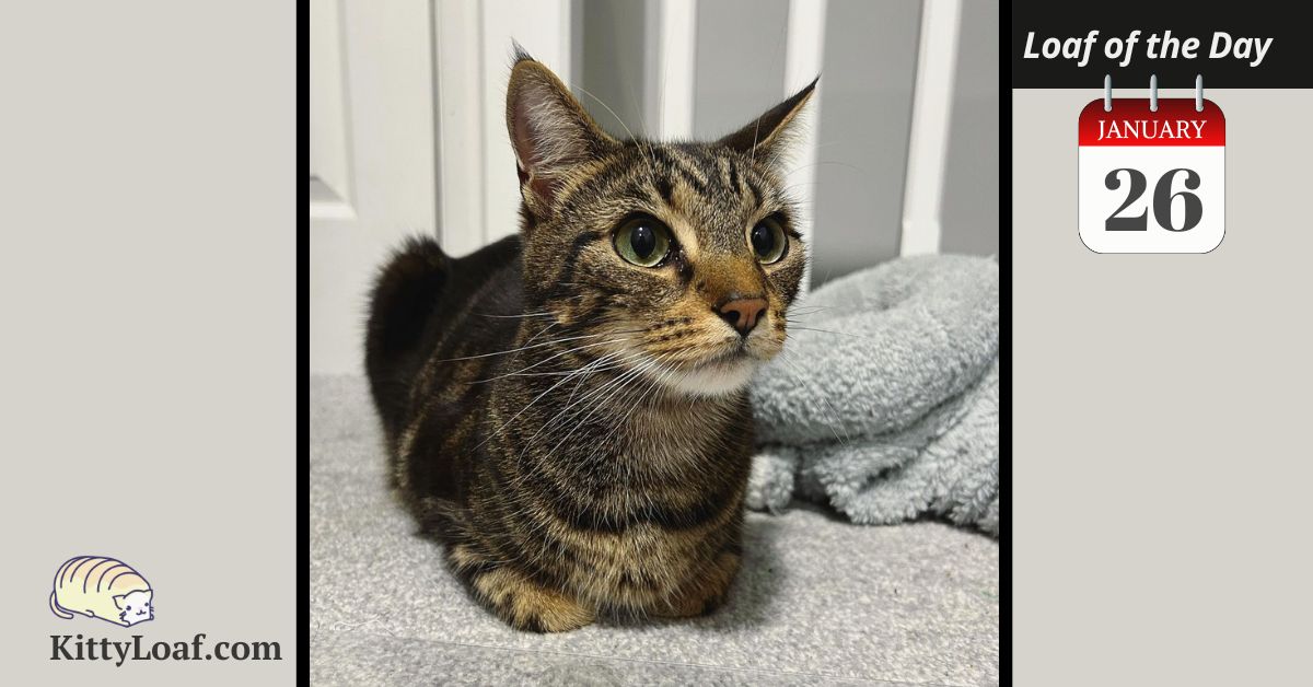 Loaf of the Day – 1/26/23 - Kitty Loaf
